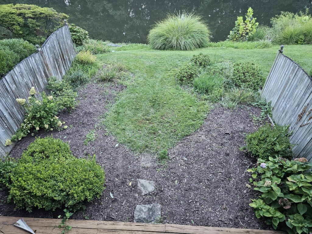 How to Get Rid of Oxalis in VA, MD, & DC | Weed Control